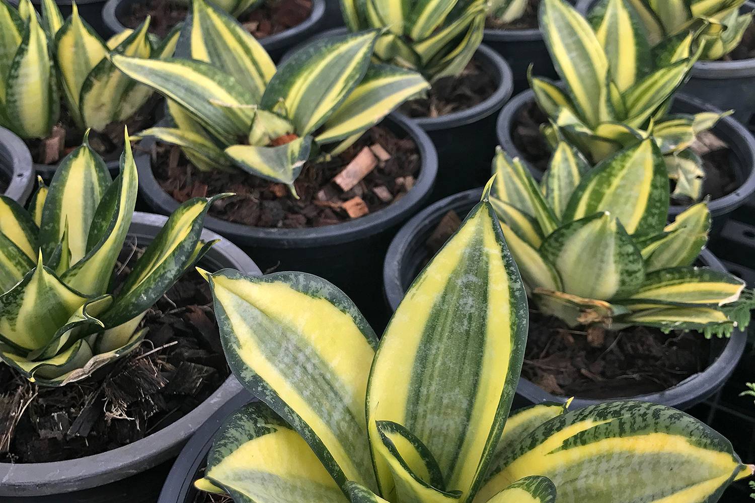 Umbanda Astrológica: Herbologia sagrada! Saravá, espada-de-São-Jorge: a ...