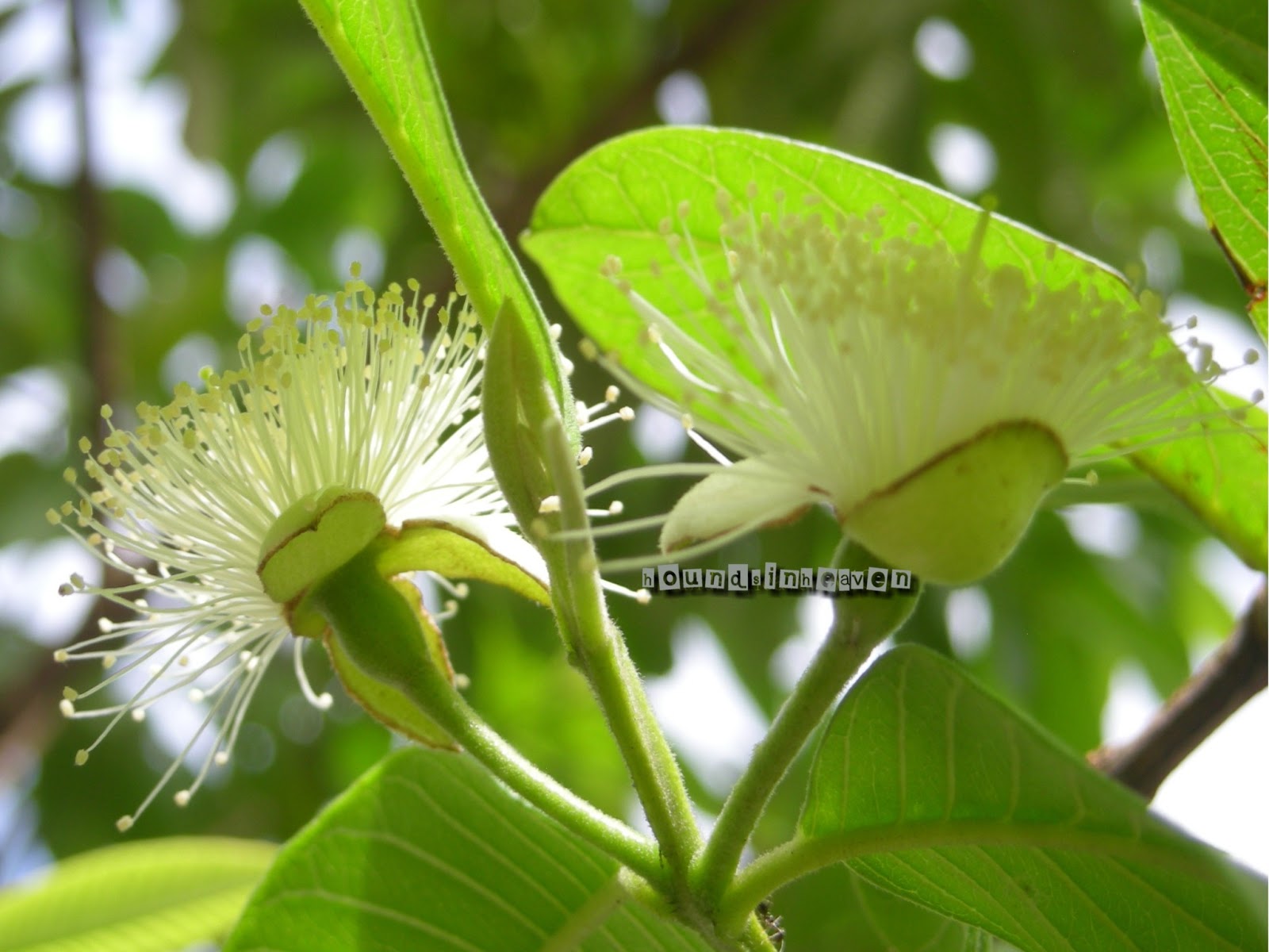 lui is in heaven: The Guava Tree