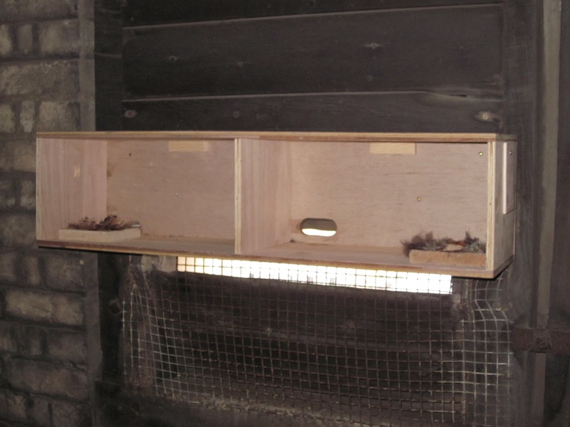 Action for Swifts: Swift Boxes at St John's College, Cambridge