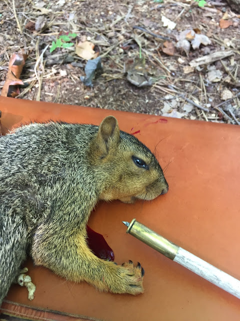 Squirrel Shooting Arrow