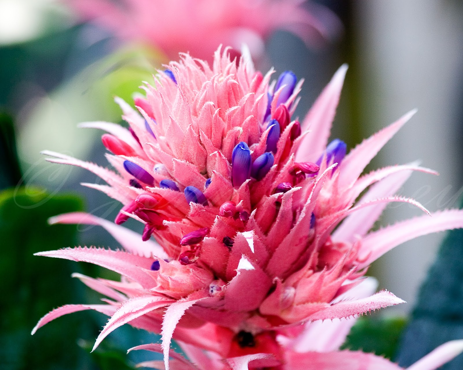 Photography and Digital Art by John Corney: Pink Bromeliad #4 aechmea ...