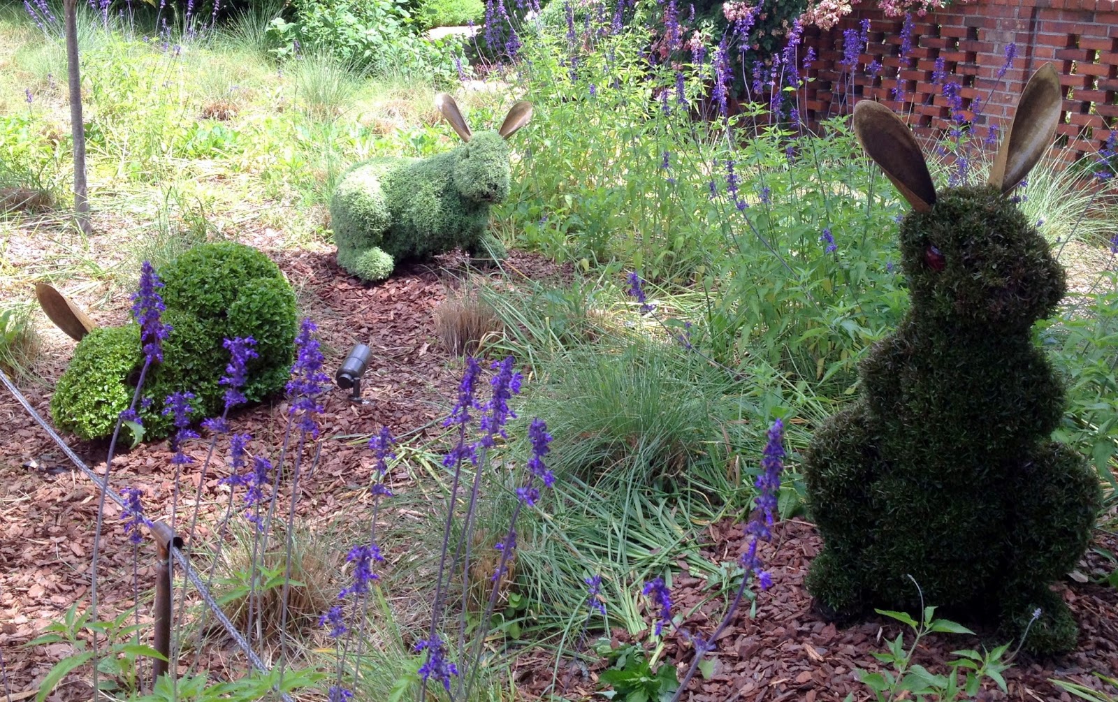Rabbit Ramblings: Bunny bushes