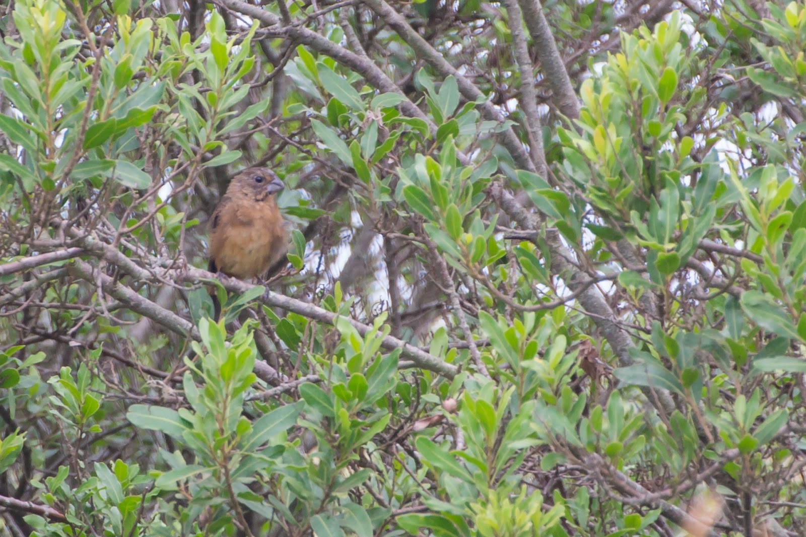 Aves de La Floresta: Azulito