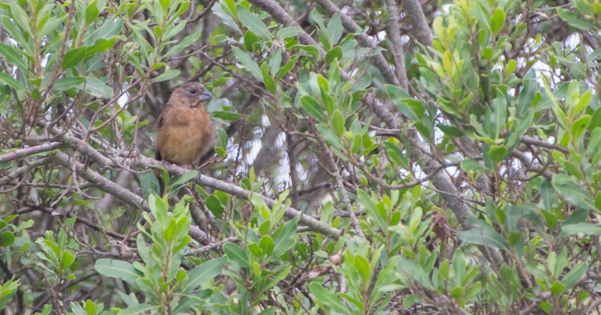 Aves de La Floresta: Azulito