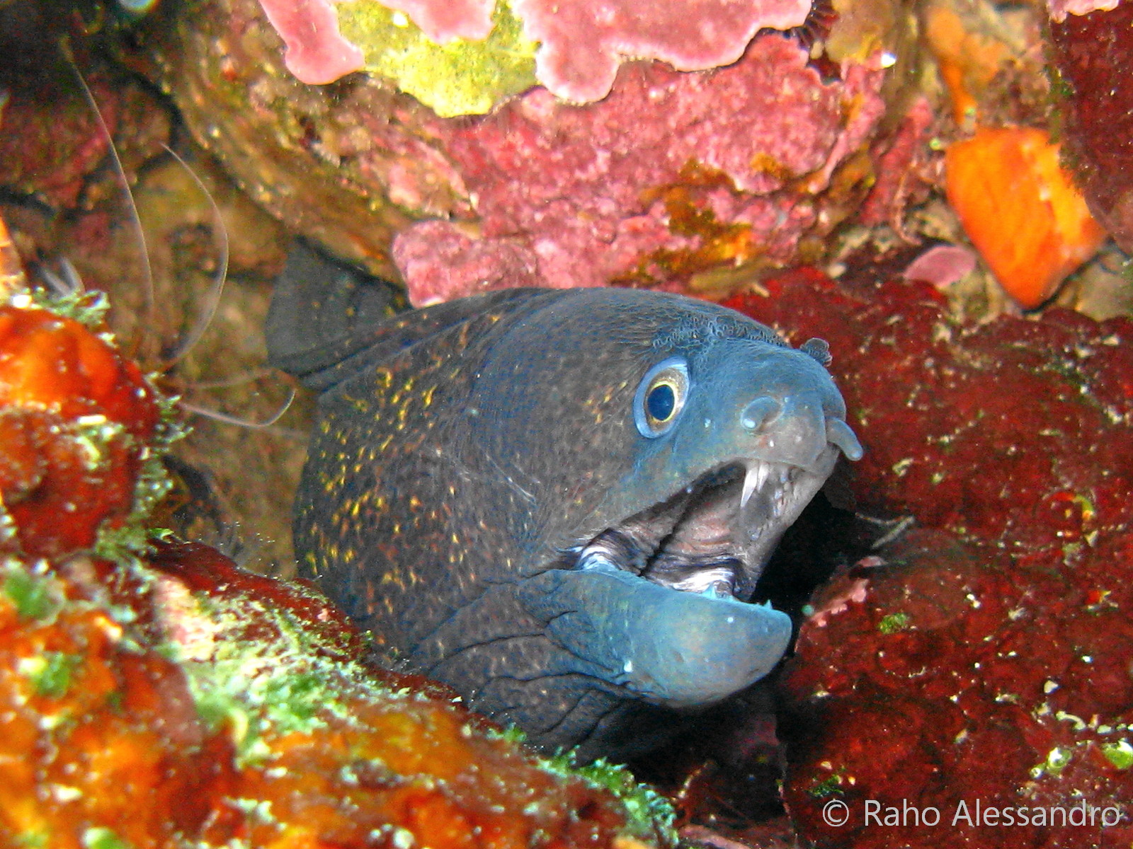 Necton e Plancton: Pesci: Murena