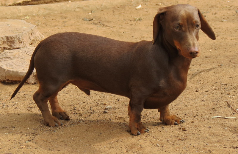 Speel-speel : worshond