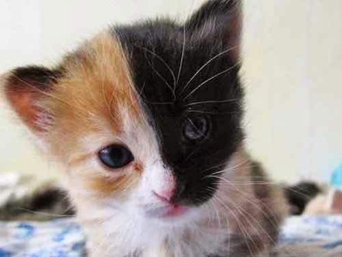 CLUBE DAS PATINHAS: O que é Quimerismo?