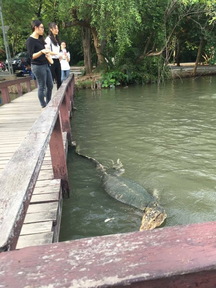 Biawak Raksasa Ini Bikin Heboh, Netizen Kaget Setelah Tahu Makanannya ... Biawak Raksasa Ini Bikin Heboh, Netizen Kaget Setelah Tahu Makanannya ...