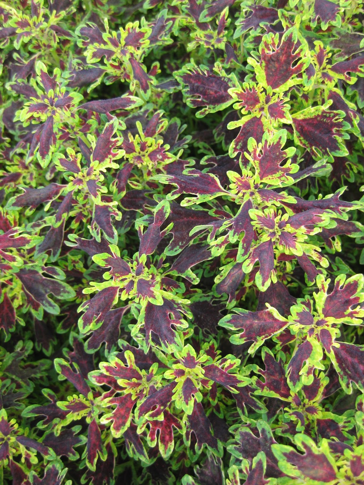 Rotary Botanical Gardens - Hort Blog: Sensational Solenostemon (Cool ...