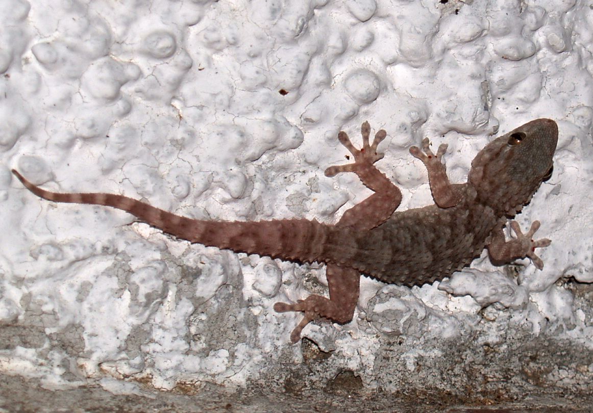 CUADERNO DE CAMPO del Treparriscos: Un Geco en mi casa: El guardián de ...
