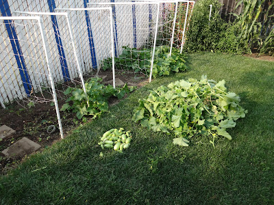 The Scientific Gardener: Carosello Carnage