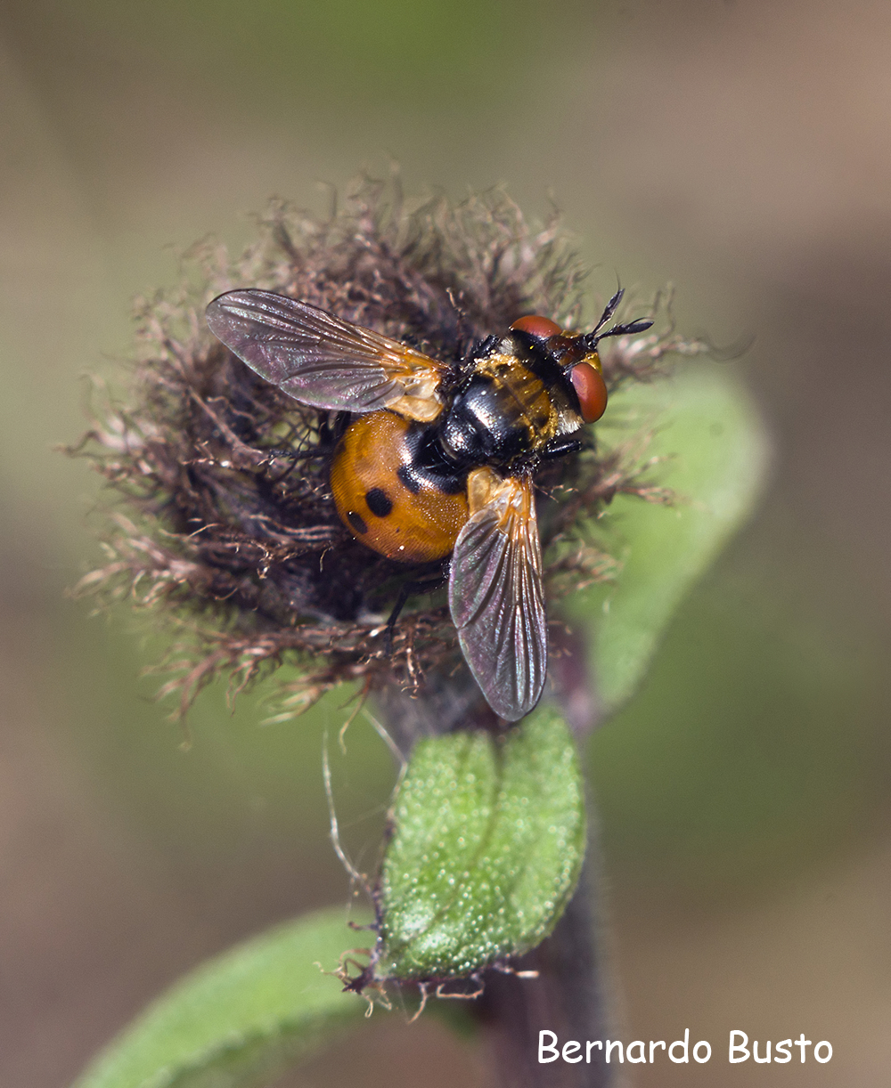 RÍA DE LA VILLA: Moscas copulando