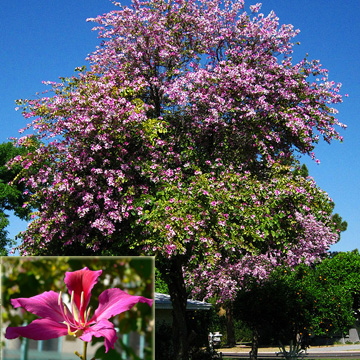 Lume & Ar: A Bauínia de Hong Kong