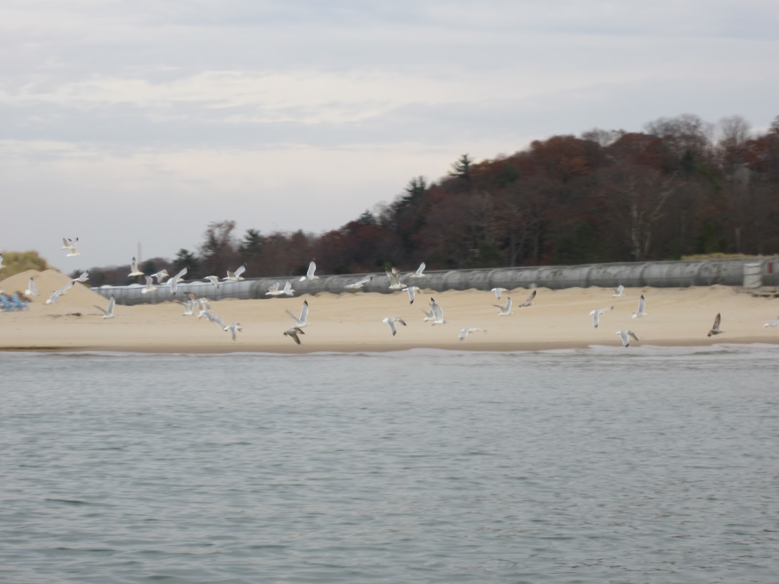 The Adventures of Little FIsh: Pigeon Lake, Lake Michigan, and Pigeon Creek