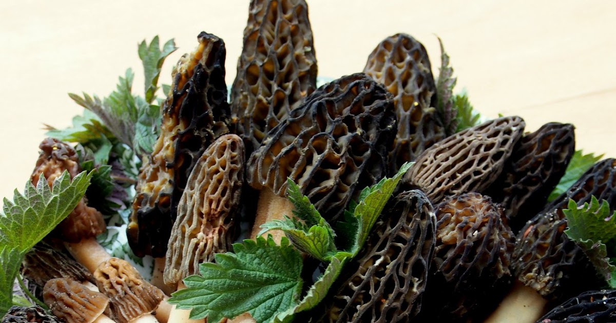 Smardze, wiosenne grzyby. Co przygotować ze smardzów? | Smaczna Pyza