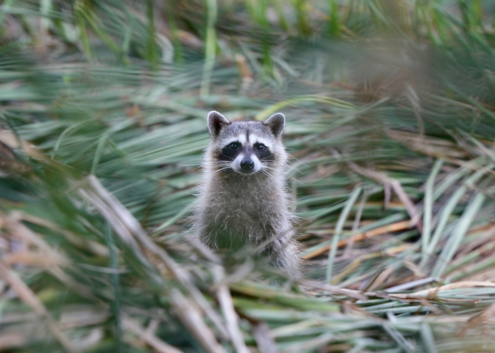 The Azure Gate: December 2016