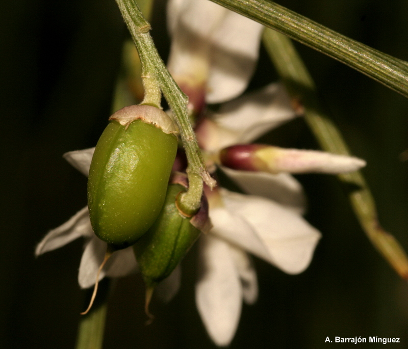 Naturaleza Viva: Retama monosperma (L.) Boiss. Fam: Fabaceae