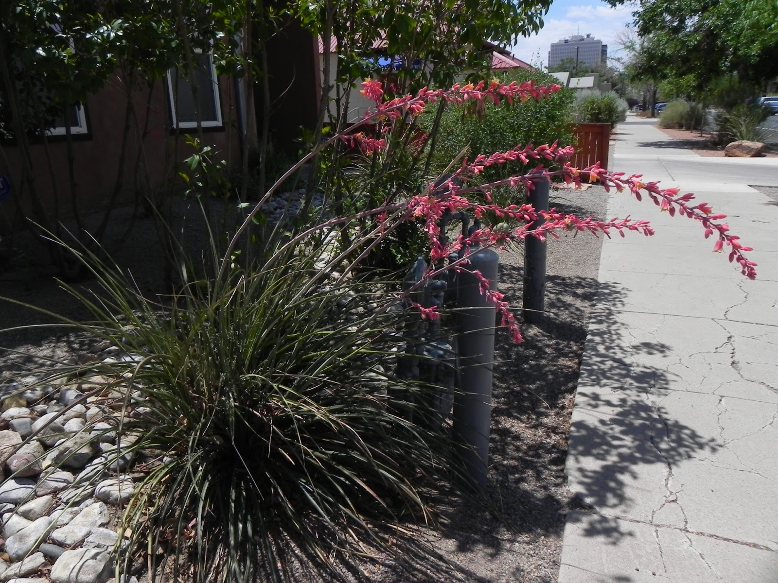 Wildflower Wanderings: Trip to Albuquerque