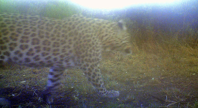 Remote Camera Trap - South Africa: Leopard