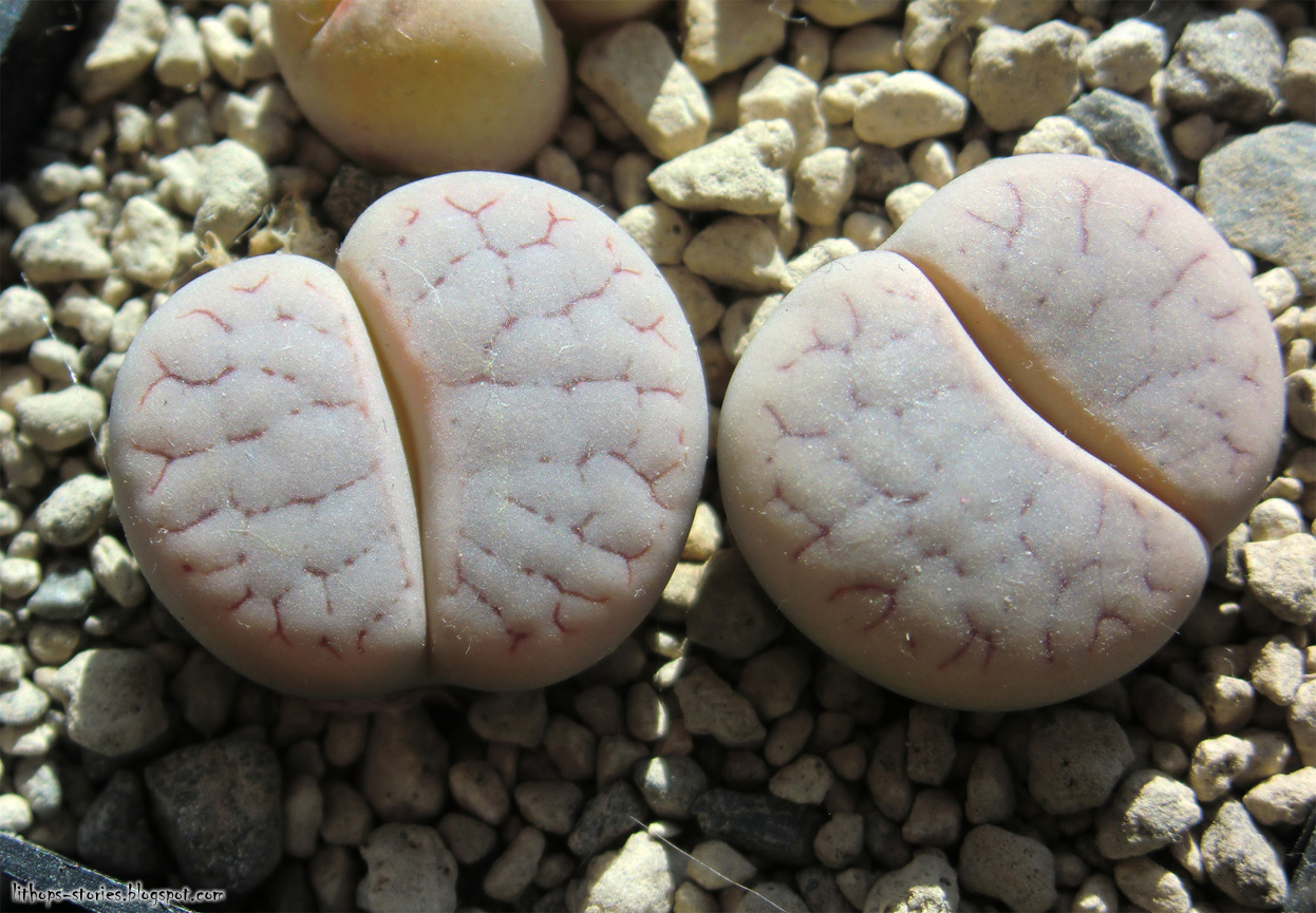 Lithops Stories: Lithops plant size: Part 1 (17 pics)