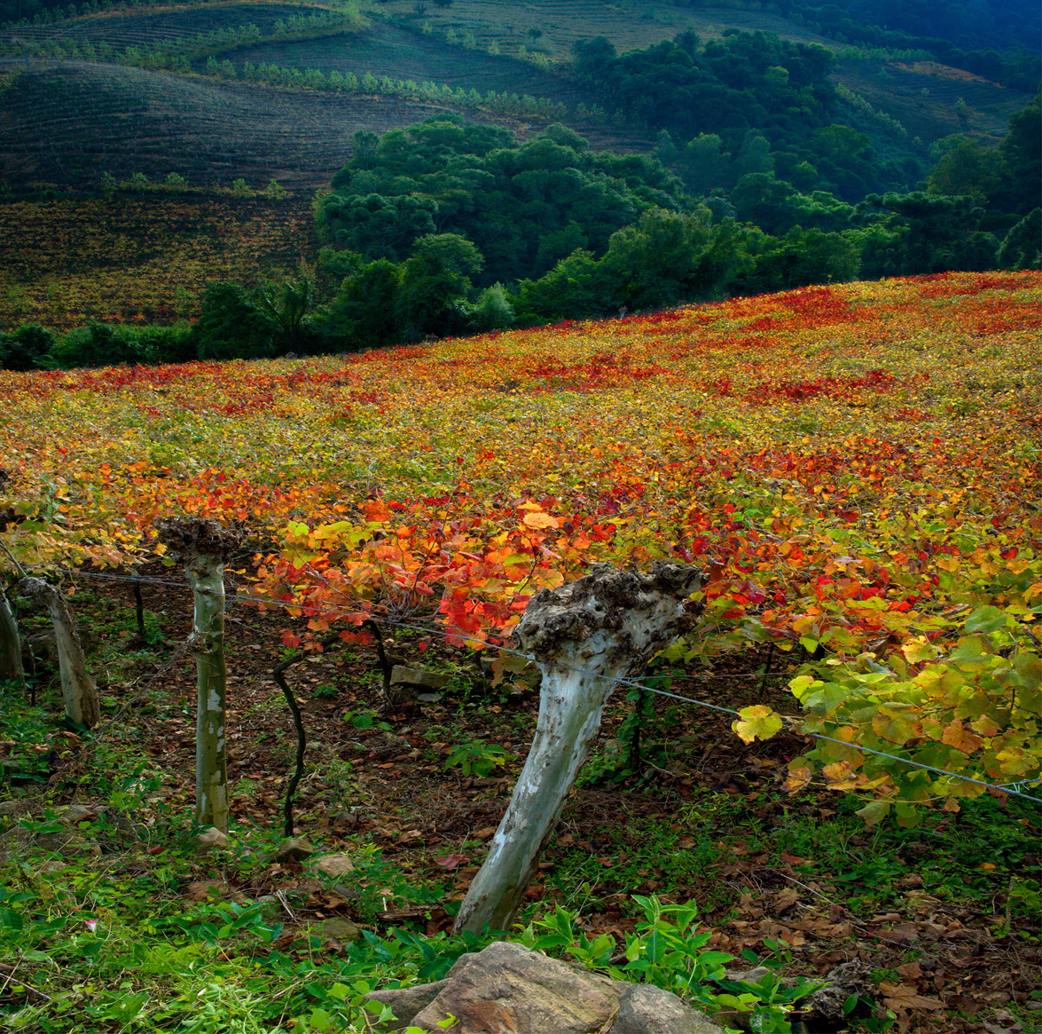 South Brazil Travel Blog: Weekend Specials - Autumn Colours in the Wine ...