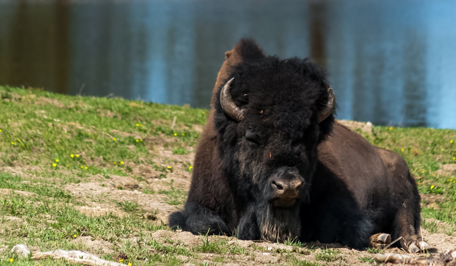Yellowstone Bison