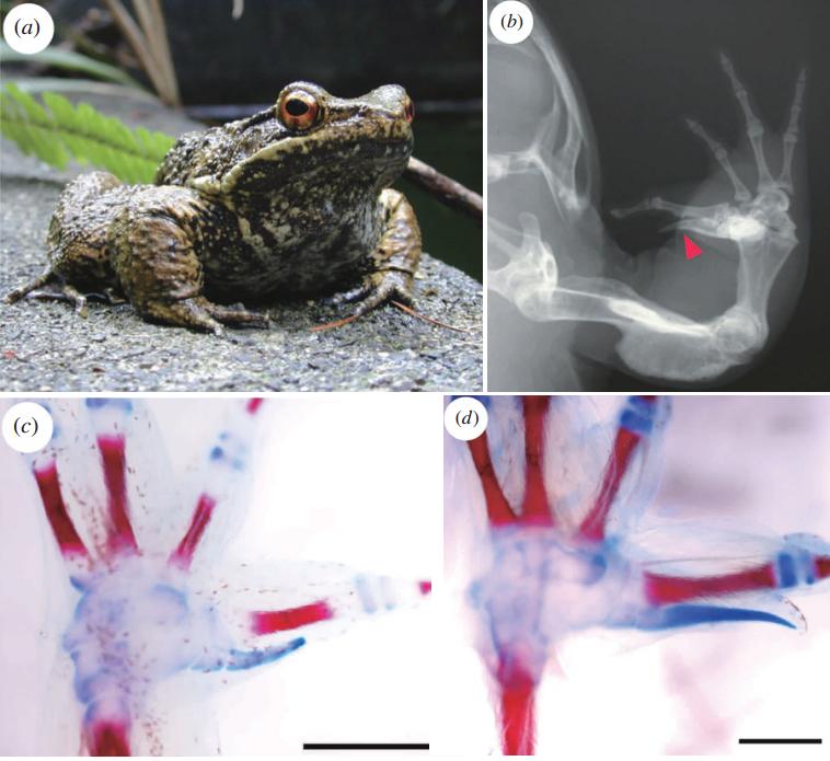 Species New to Science: [Herpetology • 2012] Development of the ...