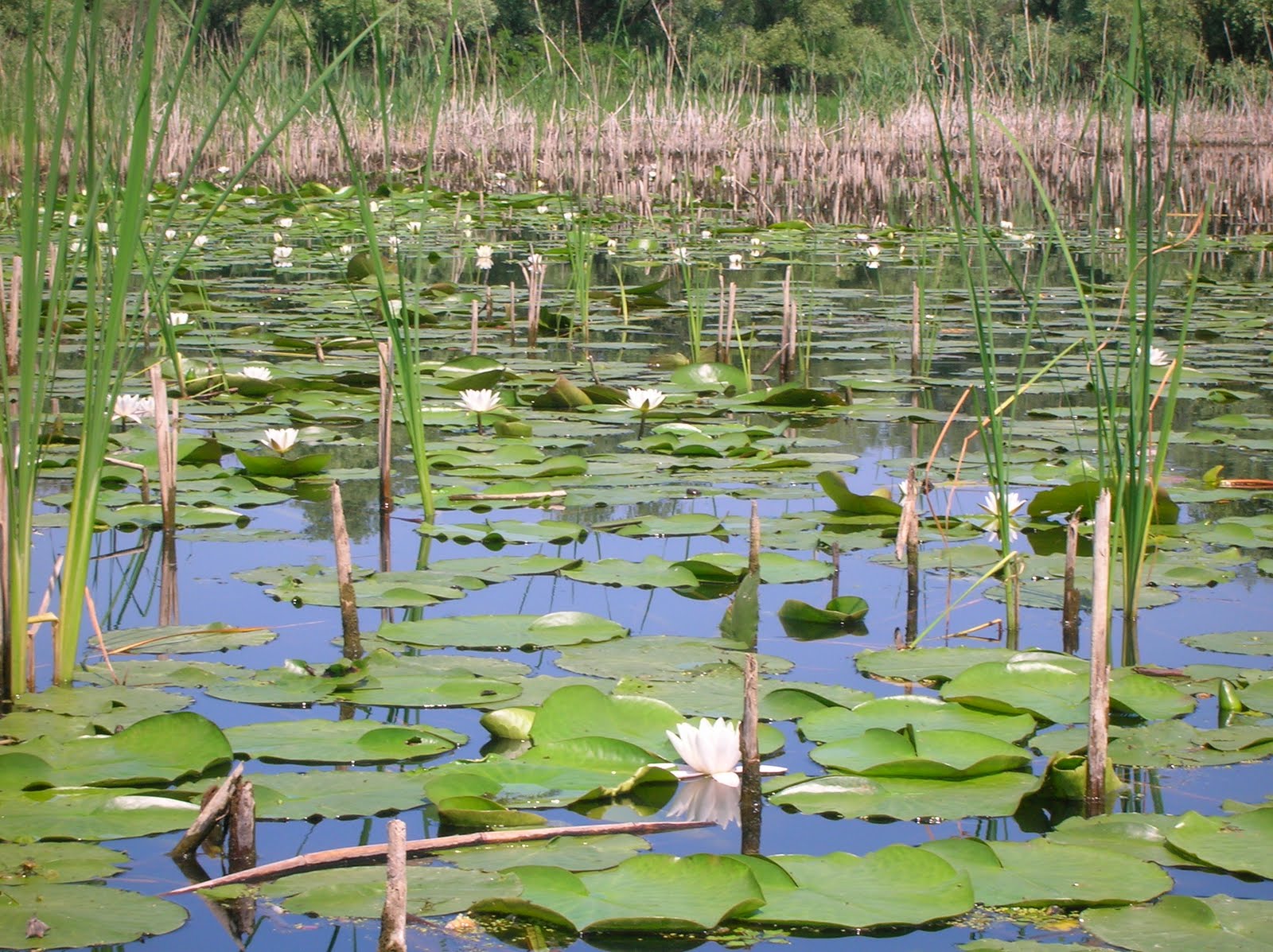 Partizani, Delta Dunării: Nuferi