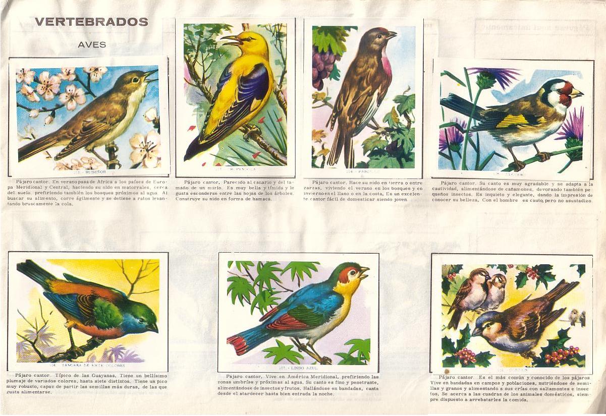 Memoria de Papel: Fher - Ciencia y Arte - Aves - 1