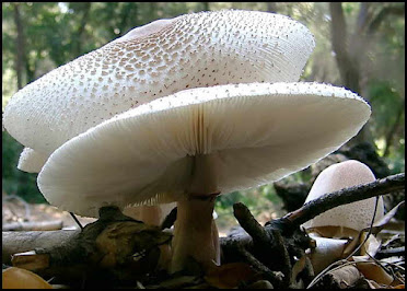 Hongos medicinales, los 6 más potentes del mundo