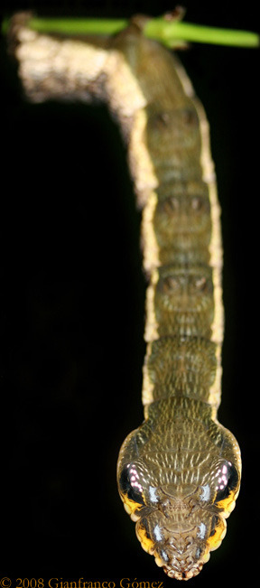 fenomena: Tree Snake