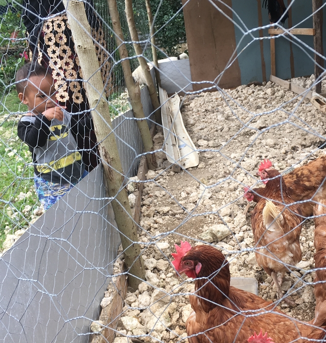 Thomsons In Tonga: Tokomololo Chicken Project