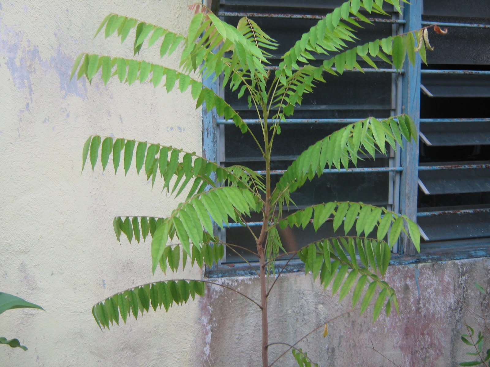 Mak Tam Kg.Beng: tanam-tanaman part 1