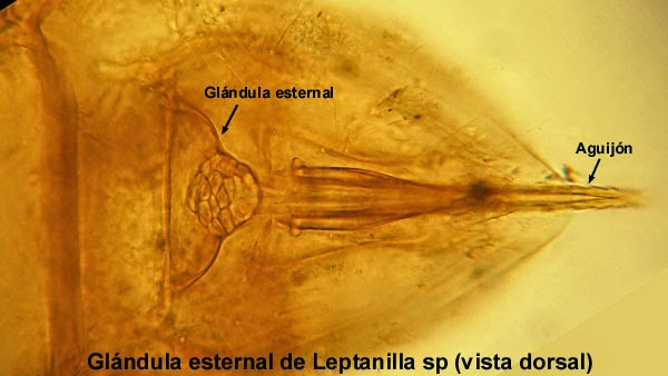 HISTORIAS DE HORMIGAS: La glándula esternal de Leptanilla
