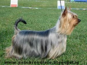 Australian Yorkshire Terrier Dog HD Wallpapers Free Download | All ...