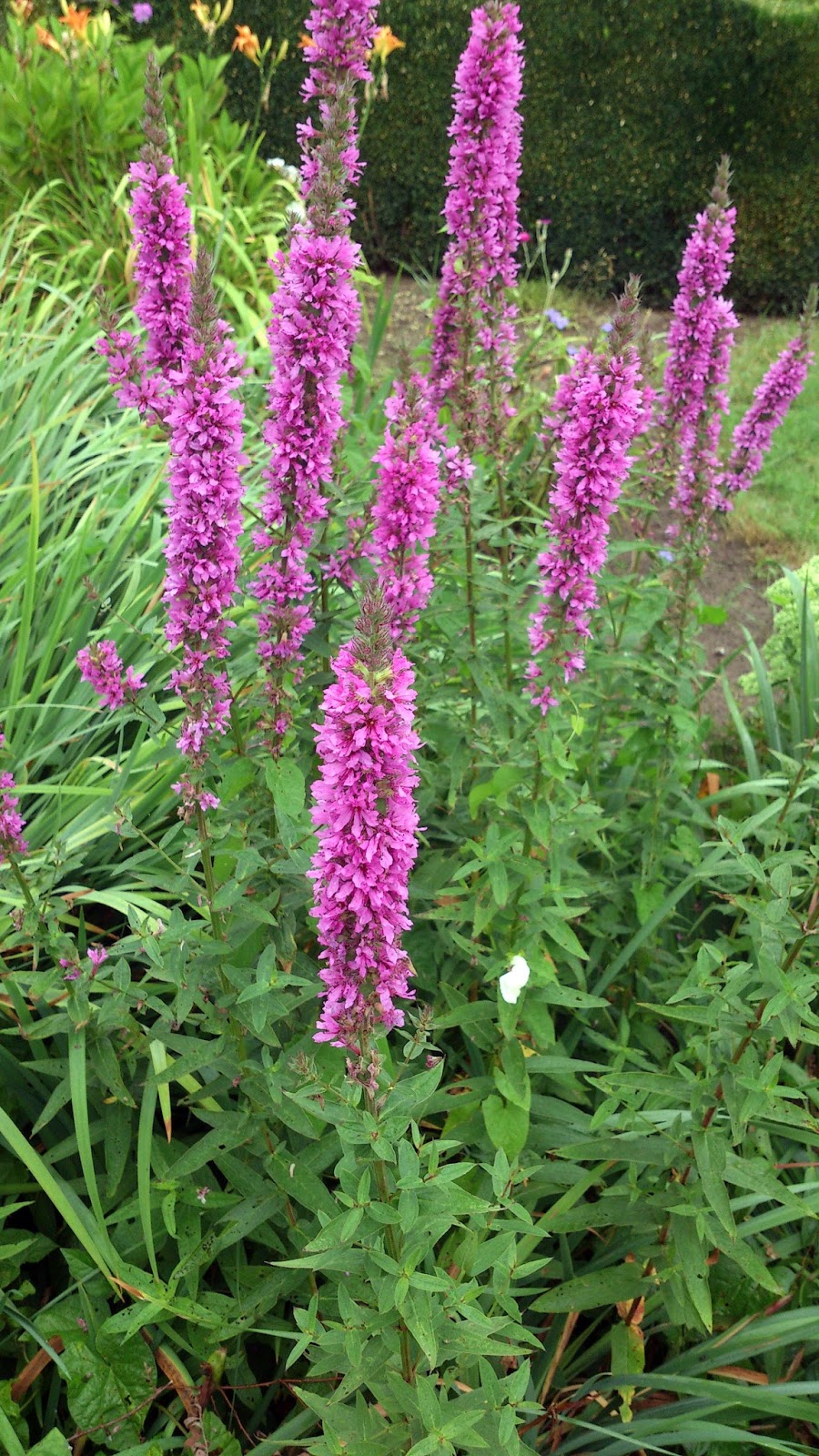 Vademecum Interesting Plants: Lythrum salicaria - Krwawnica pospolita ...