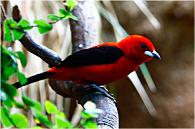 FOTO NATURA HUESCA 2: TÁNGARA ROJINEGRA piranga olivacea Johann ...