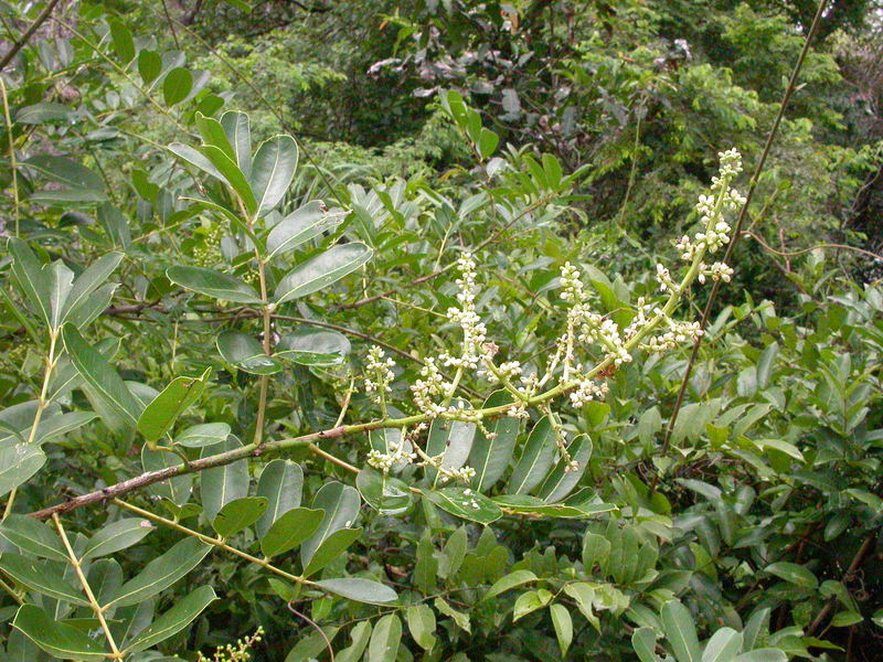 SEYILAABE HTKM: La chronique du mardi au jardin botanique: le Fagara ...