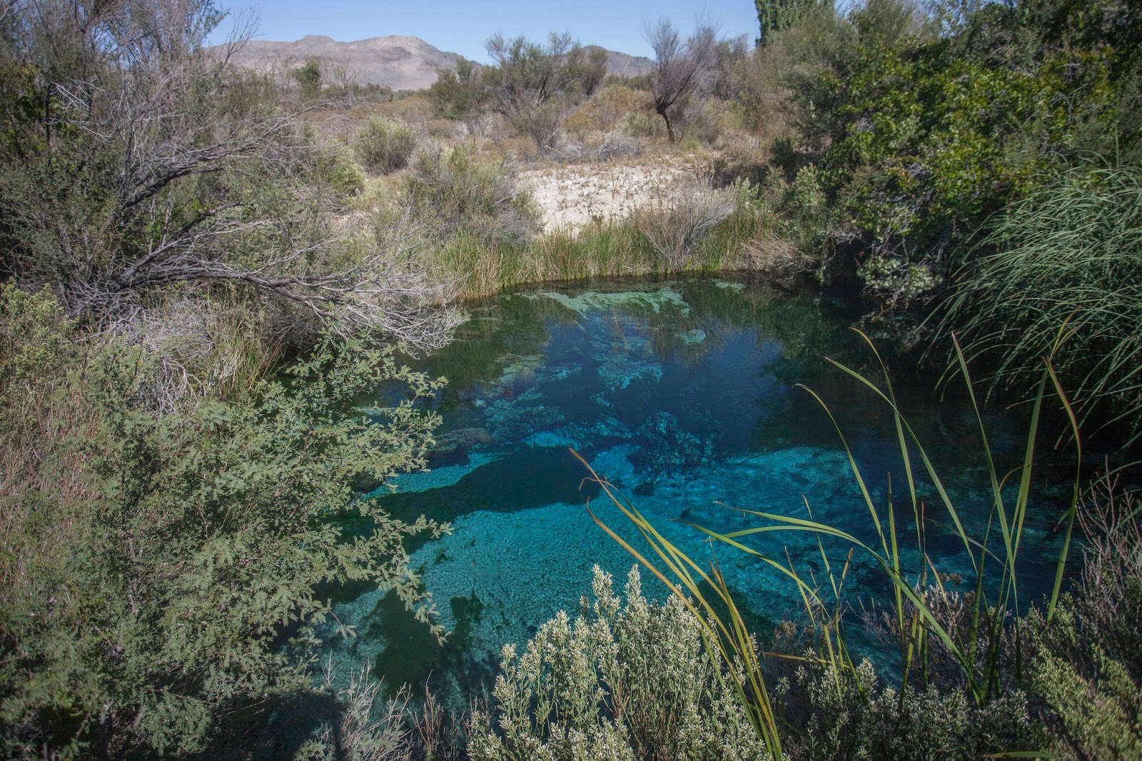 THE SPRINGS OF ASH MEADOWS NATIONAL WILDLIFE REFUGE, NEVADA - ADAM HAYDOCK