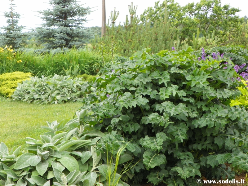 sodelis.lt: Ilgaamžės daugiametės gėlės