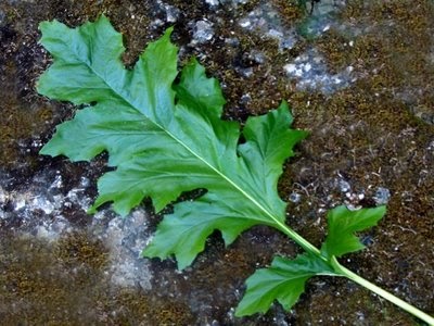 Na Penumbra, onde a Luz e as Trevas se encontram: Folha de acanto