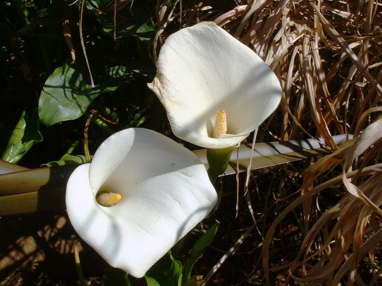 Gardening in Africa: Arum lilies after the winter