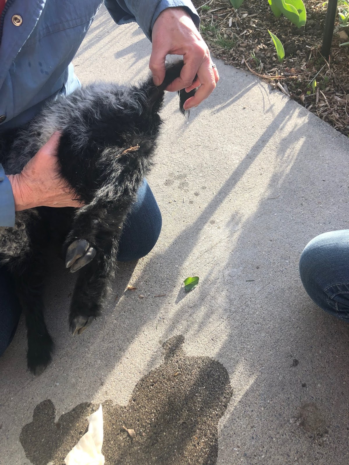 Lamb Tails - My Welcome Home Farm