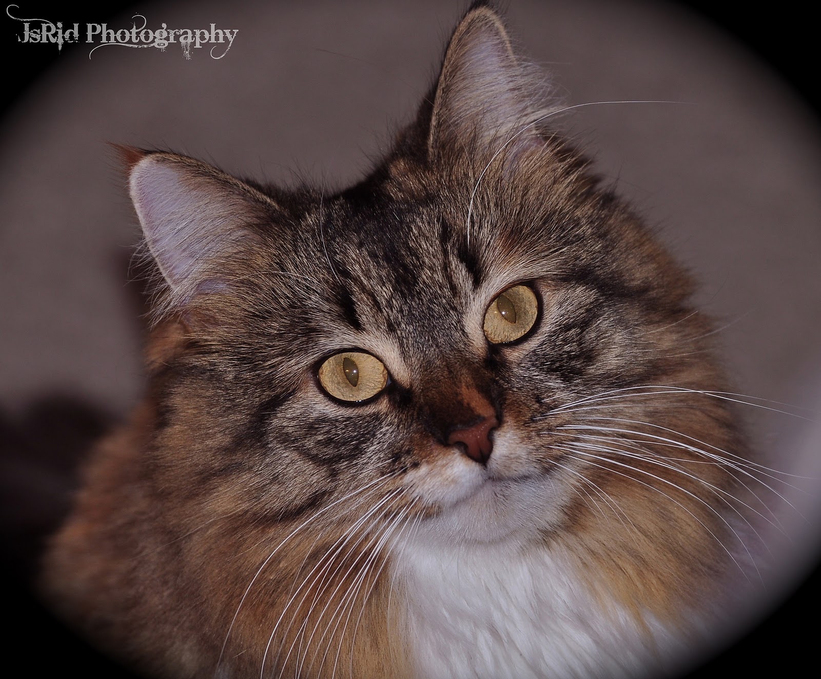 LIGHTS! CAMERA! ACTION!: Pretty Kitty!