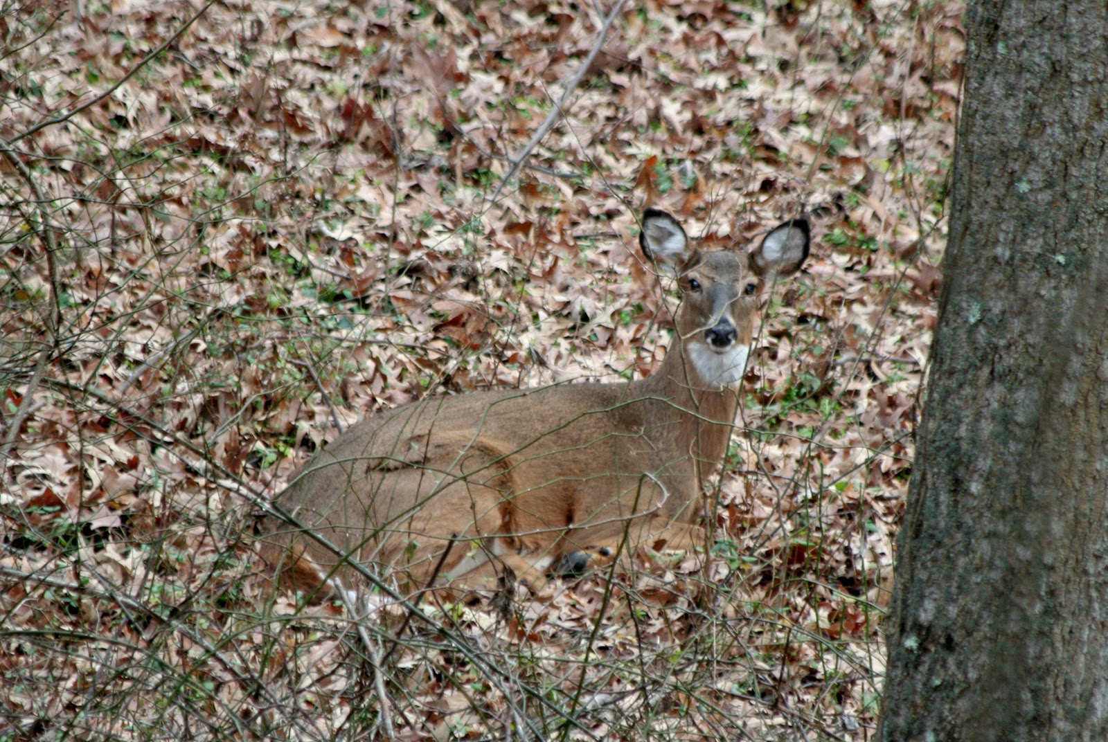 Room Without Walls: December 2011