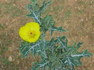 ♣ Vriksha ♣ Sasya ♣ Lata ♣: Balurakkasi/ Argemone mexicana/ Mexican ...