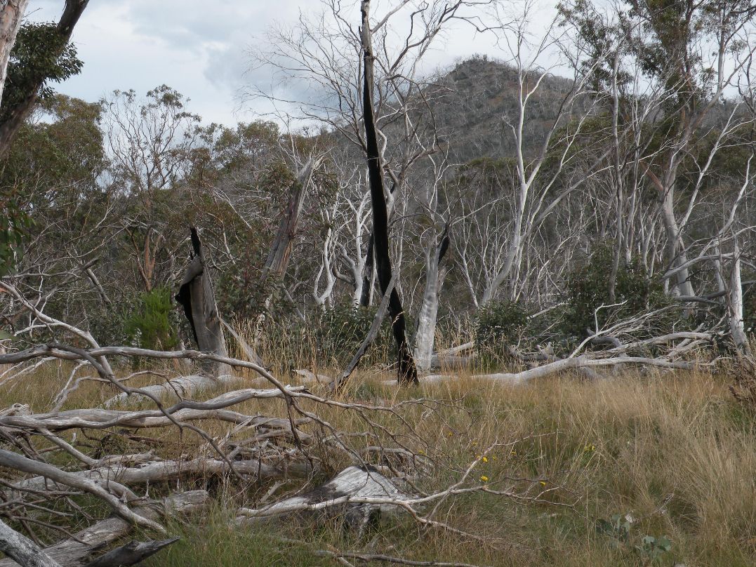 Trails and Tracks: Trip Report: Mt Clear Traverse