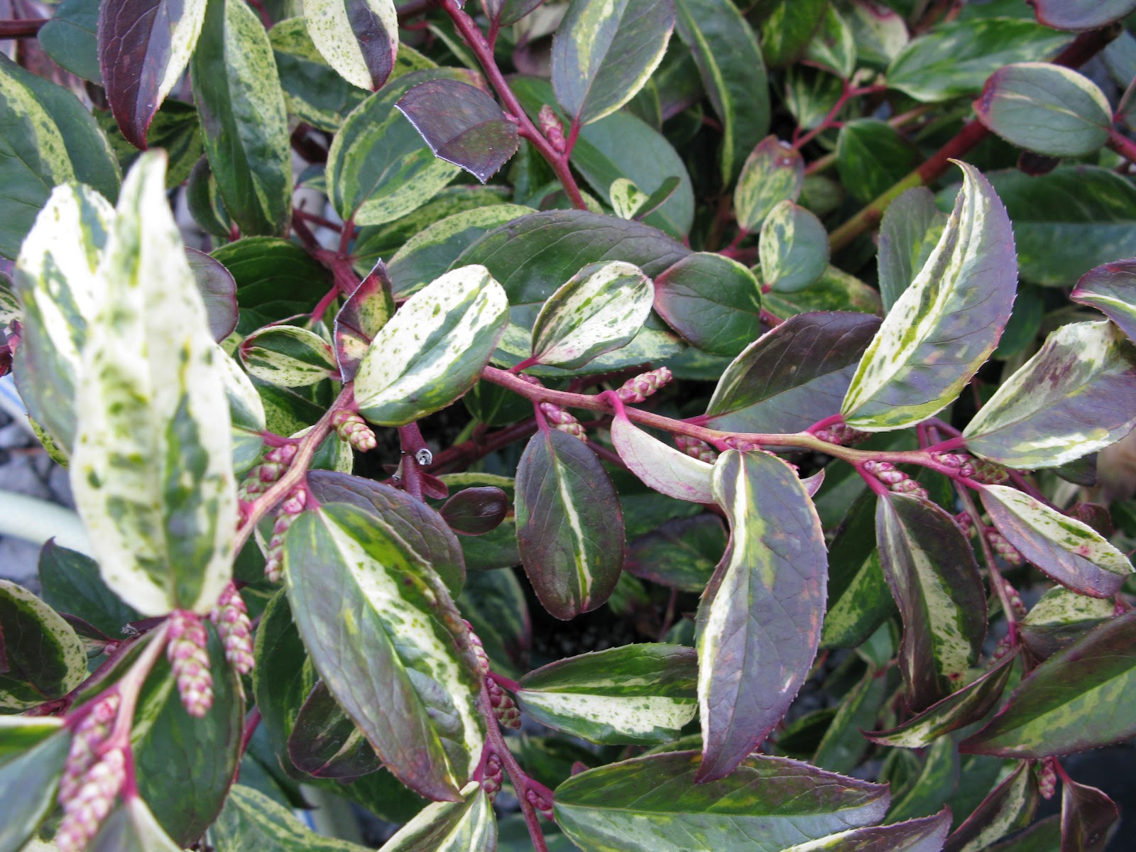 Victoria Gardens: Leucothoe Catesbaei – Veriagated Leucothoe