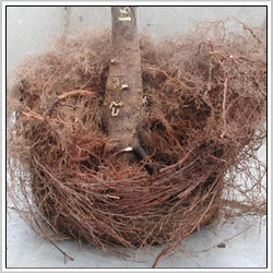 Xtremehorticulture of the Desert: Slow Growth Can Be a Sign of Poor ...