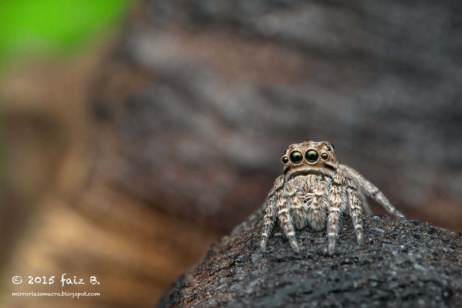 Mirrorless Macro Photography: Have I stopped going Mirrorless?